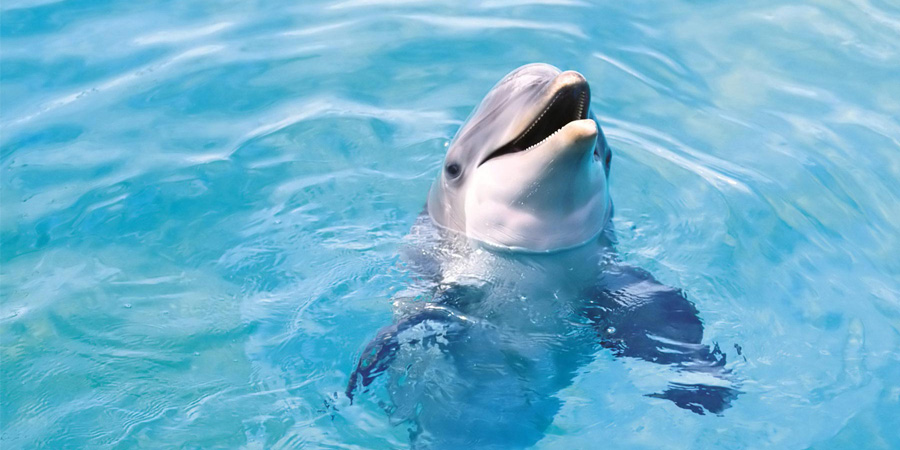 malang.e-bmd.co.id - /ebmd_rpt/images/